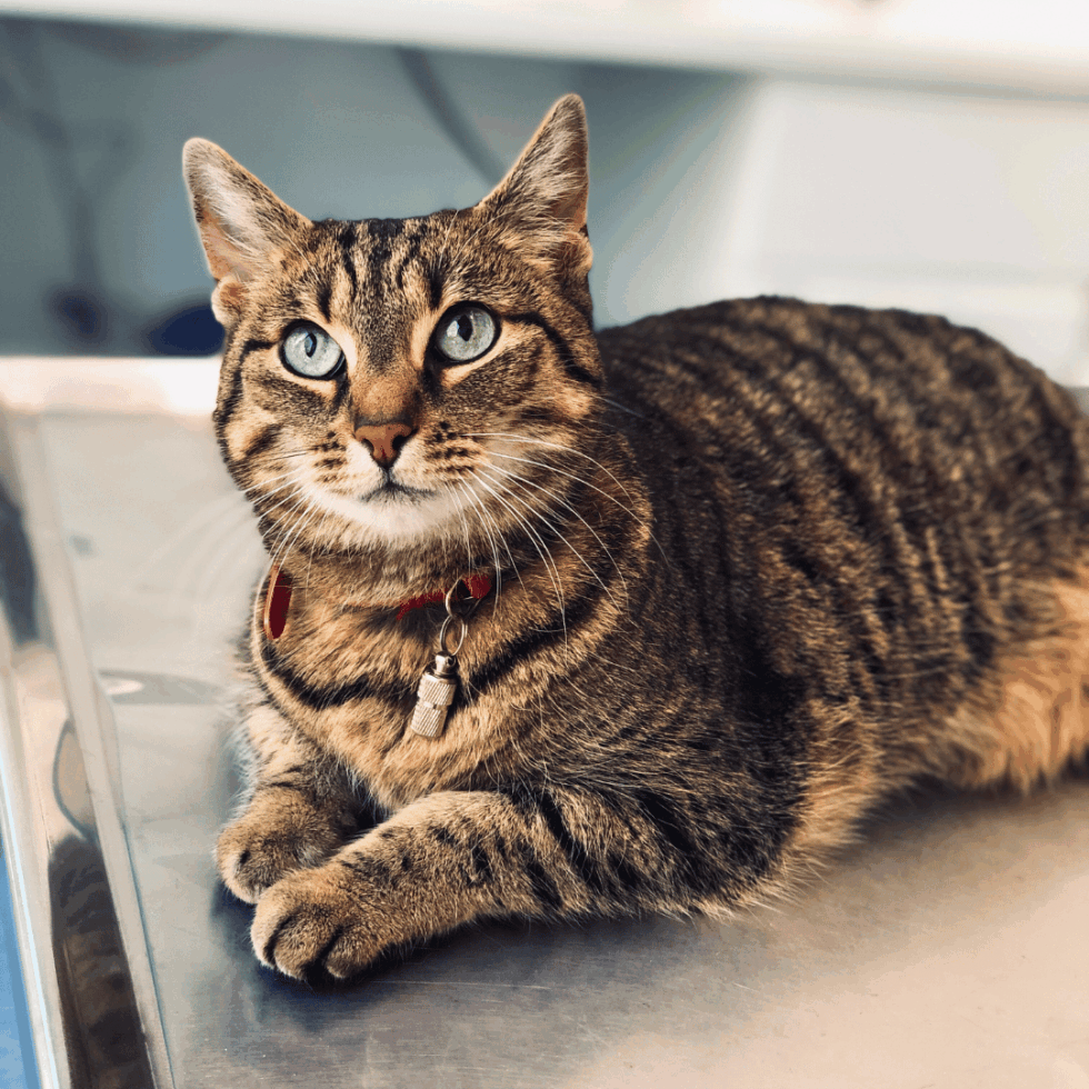 Pet Laboratory Testing in Manassas, VA | PetCentre